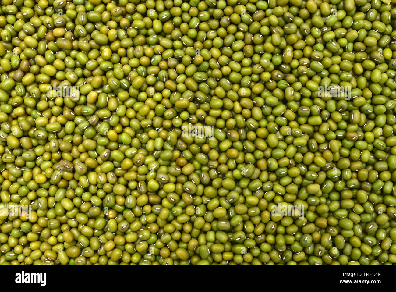 Green gram plant hi-res stock photography and images - Alamy