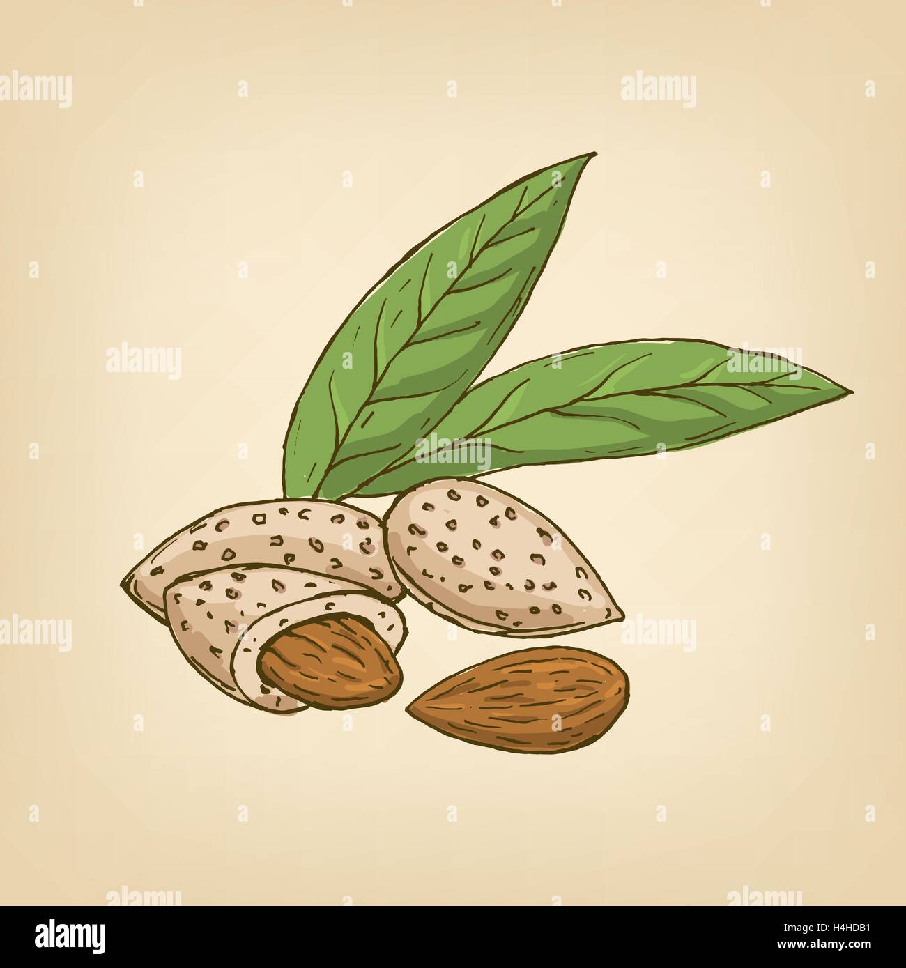 Almond Leaf Vector