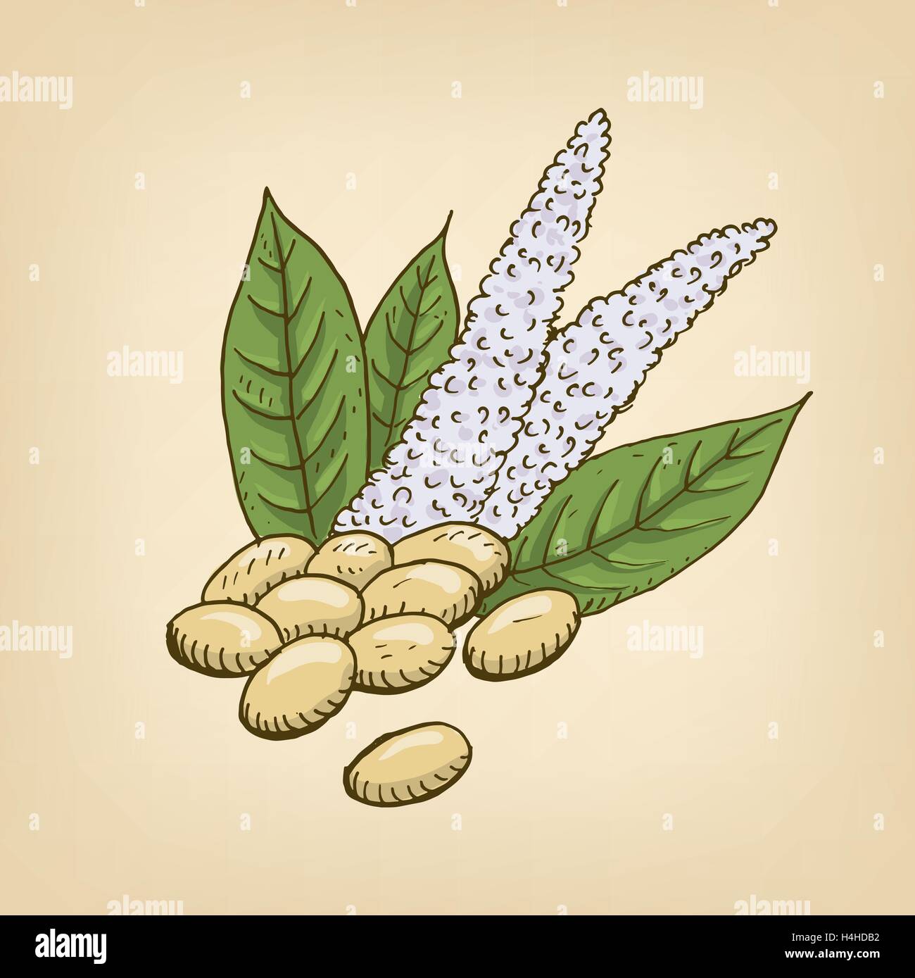 Vector cartoon illustration with amaranth seeds and flower Stock Vector ...