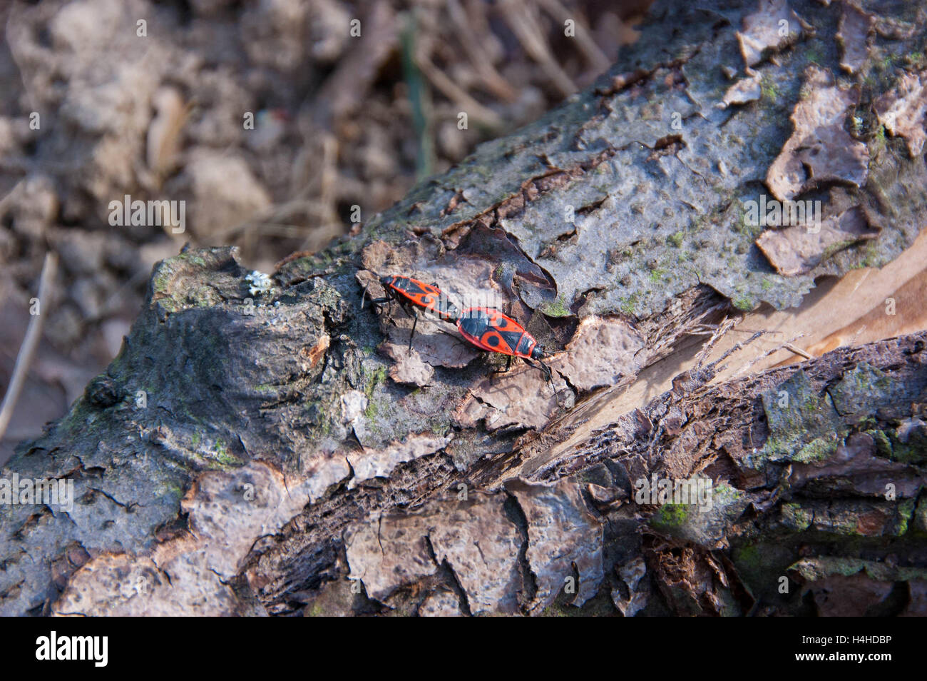 Corizus hyoscyami bug on thistle seedhead. Striking red and black true ...