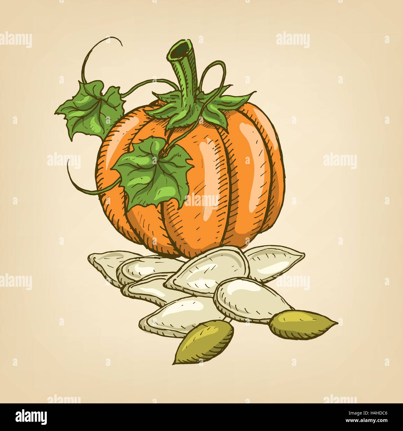 Seeds of a pumpkin with pumpkin. Vector illustration Stock Vector Image ...