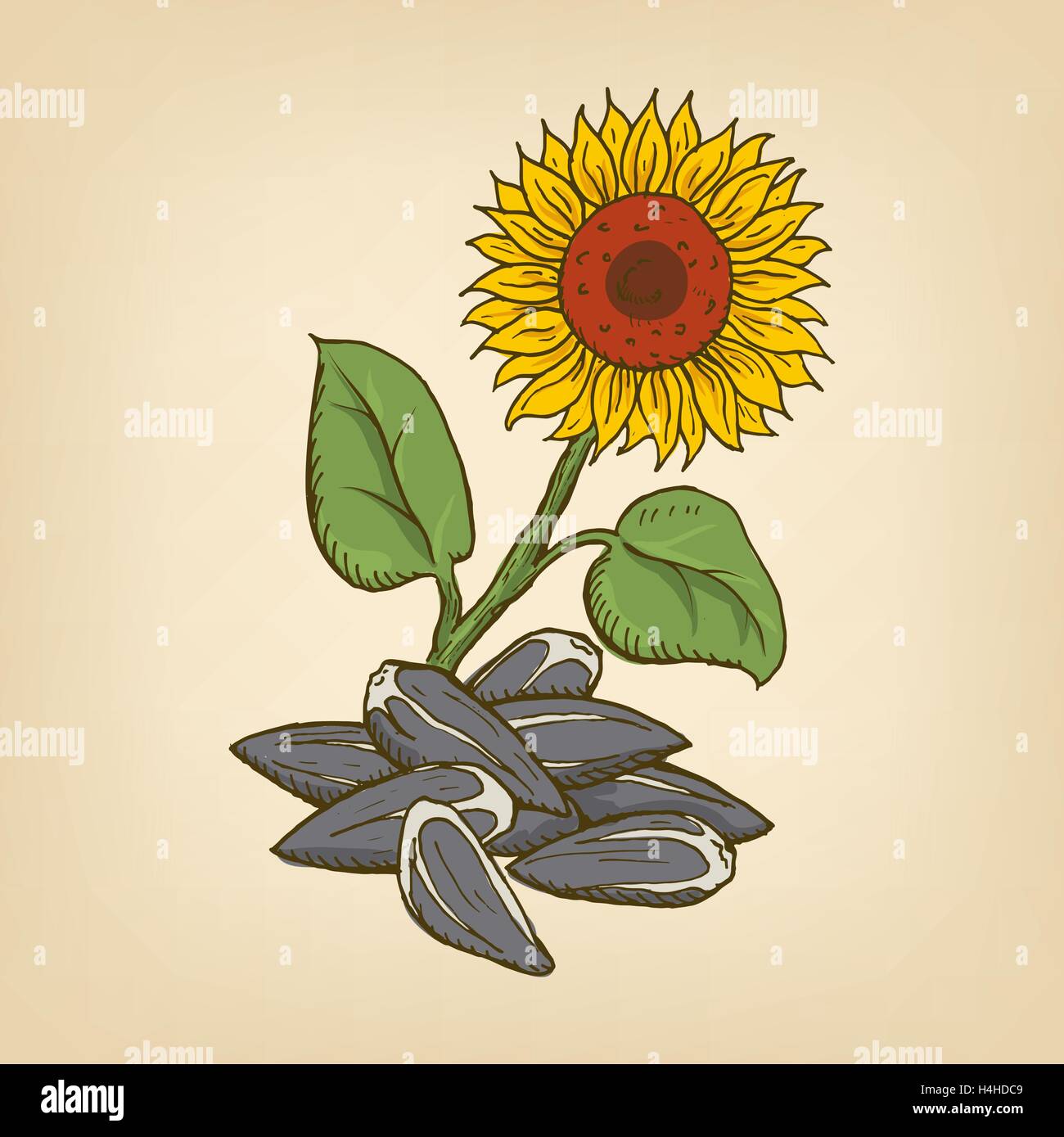 Sunflower and seeds. Vector illustration Stock Vector Image & Art - Alamy