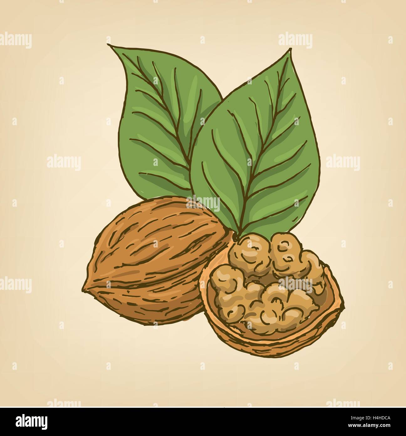 Walnuts with leaves and kernel walnut. Vector illustration Stock Vector ...