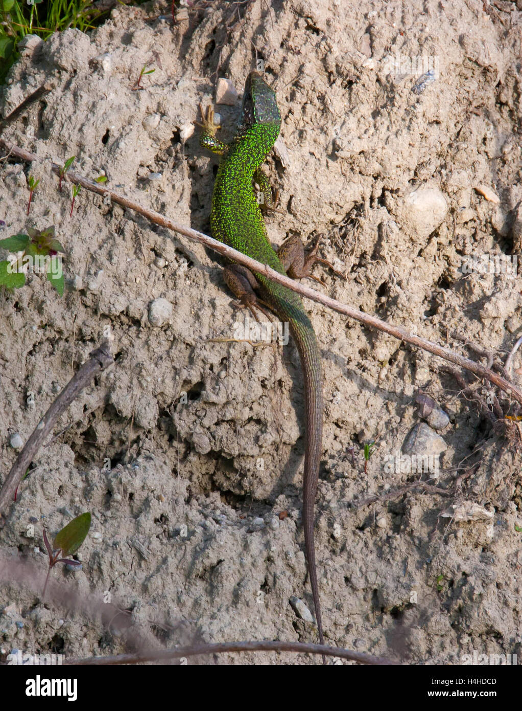 Lizard sunning itself on the sand wall along the river Danube Stock ...