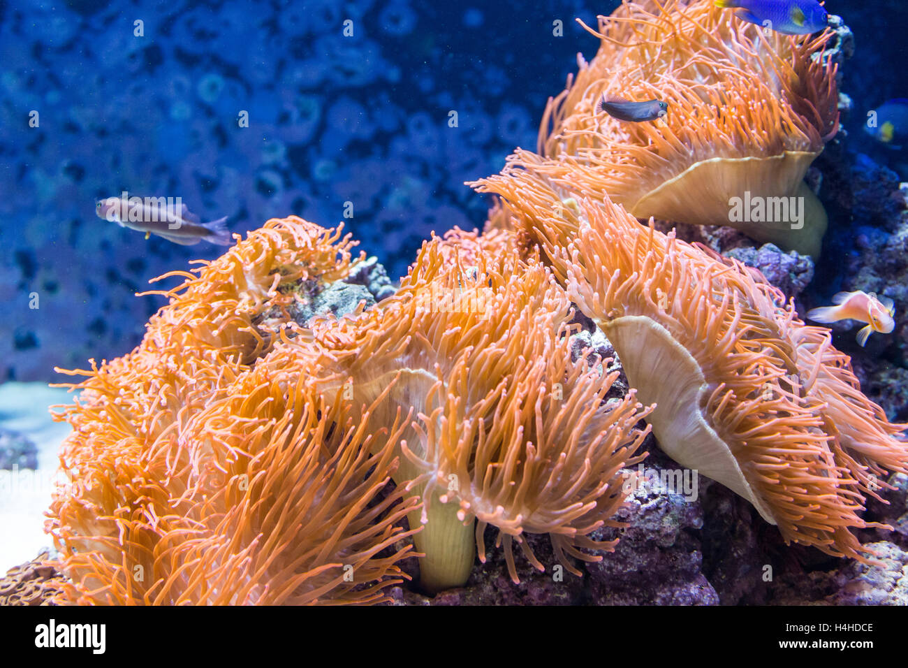 underwater colored actinia in aquarium with coral reef decoration Stock ...