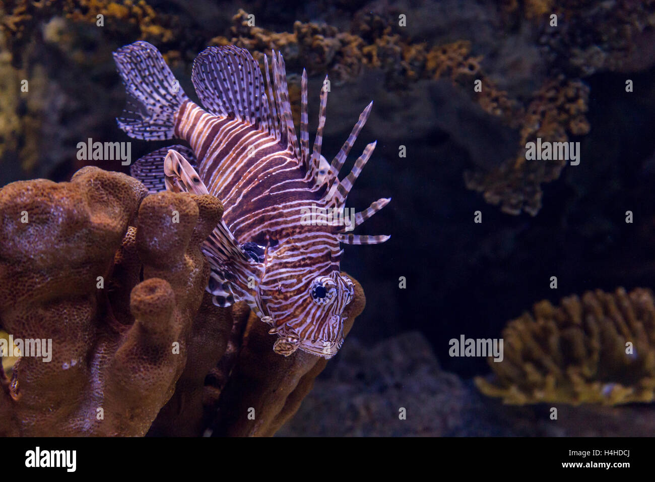 underwater colored lionfish in aquarium with coral reef decoration ...