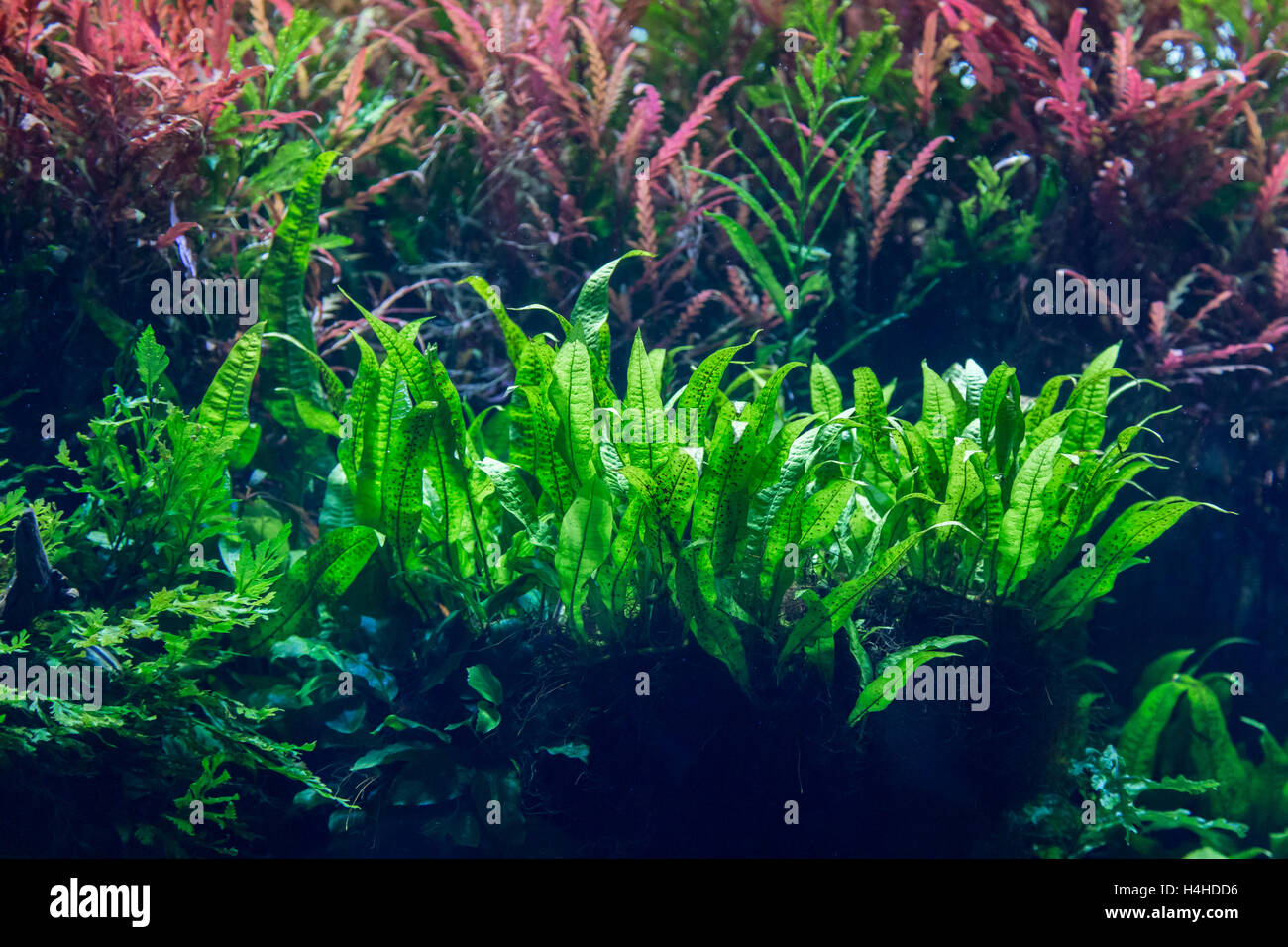 aquarium with water-plant, grass, leafs and animals. background for ...