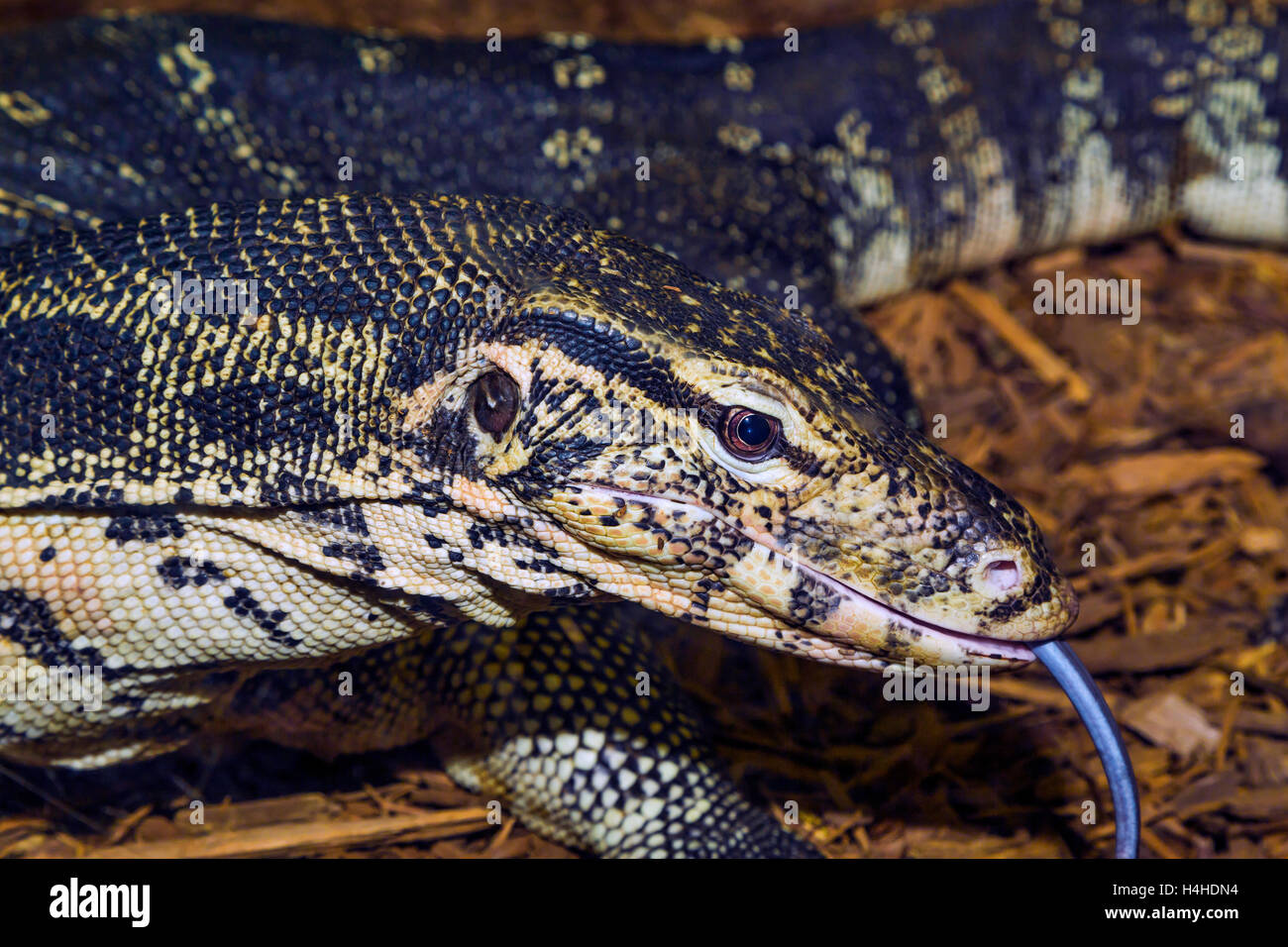 Many reptiles hi-res stock photography and images - Alamy