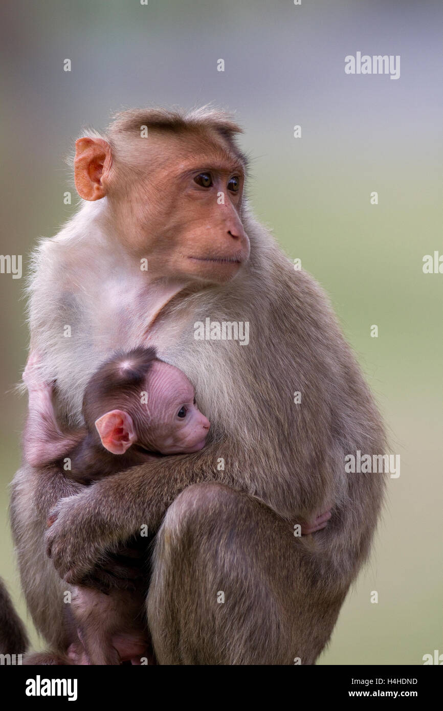 Baby macaque mother hi-res stock photography and images - Alamy