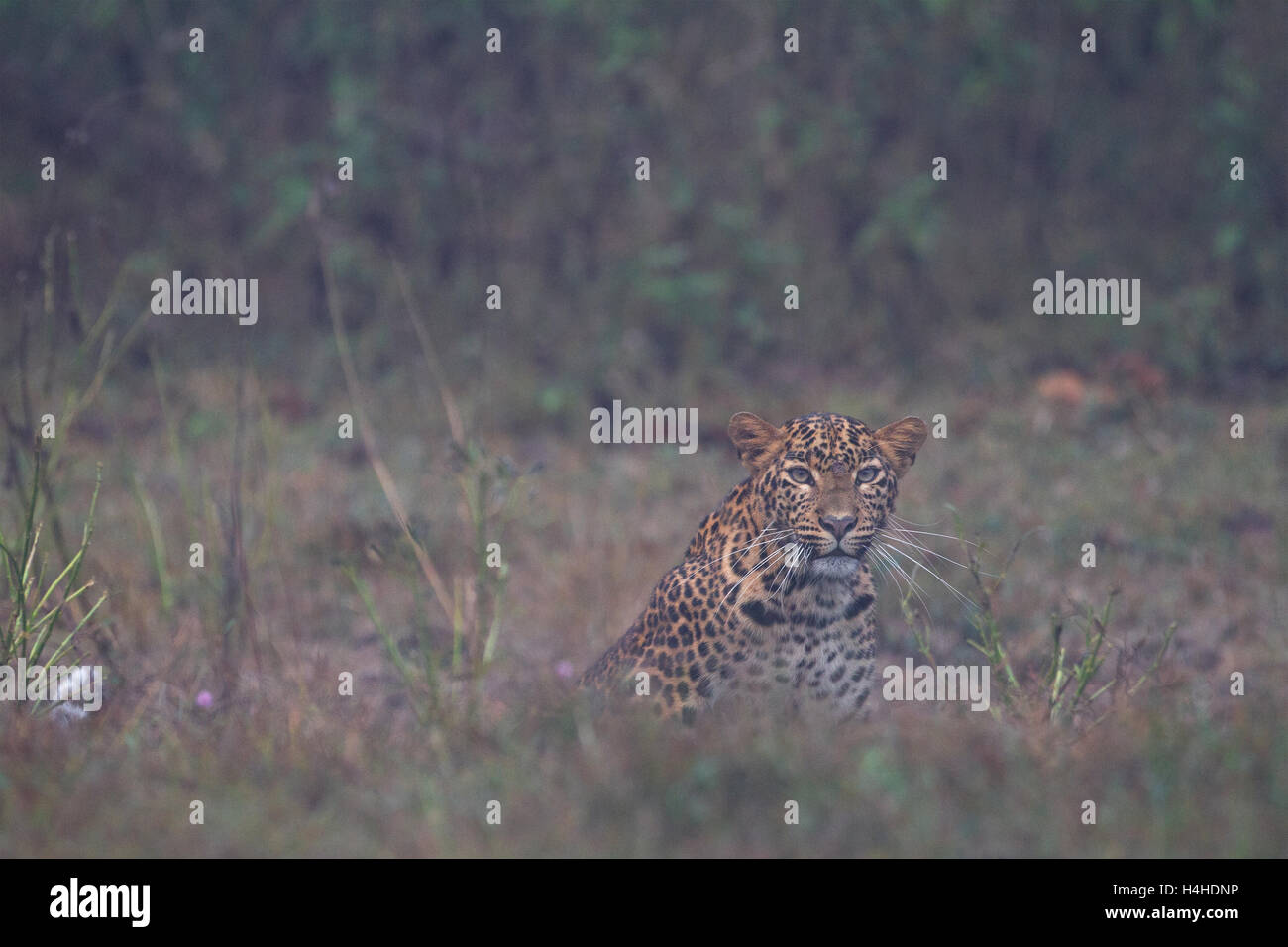A young female leopard on a misty morning in the Nagarhole National ...