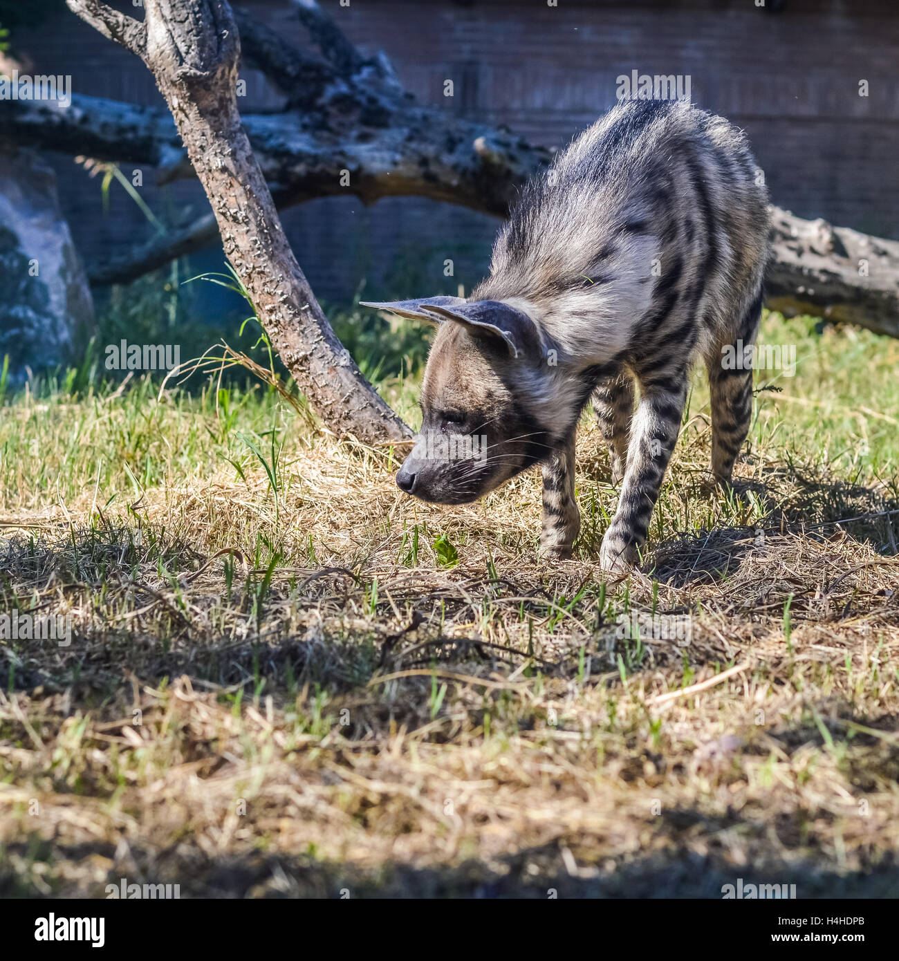 Sniffing Striped hyena - Hyaena hyaena Stock Photo - Alamy