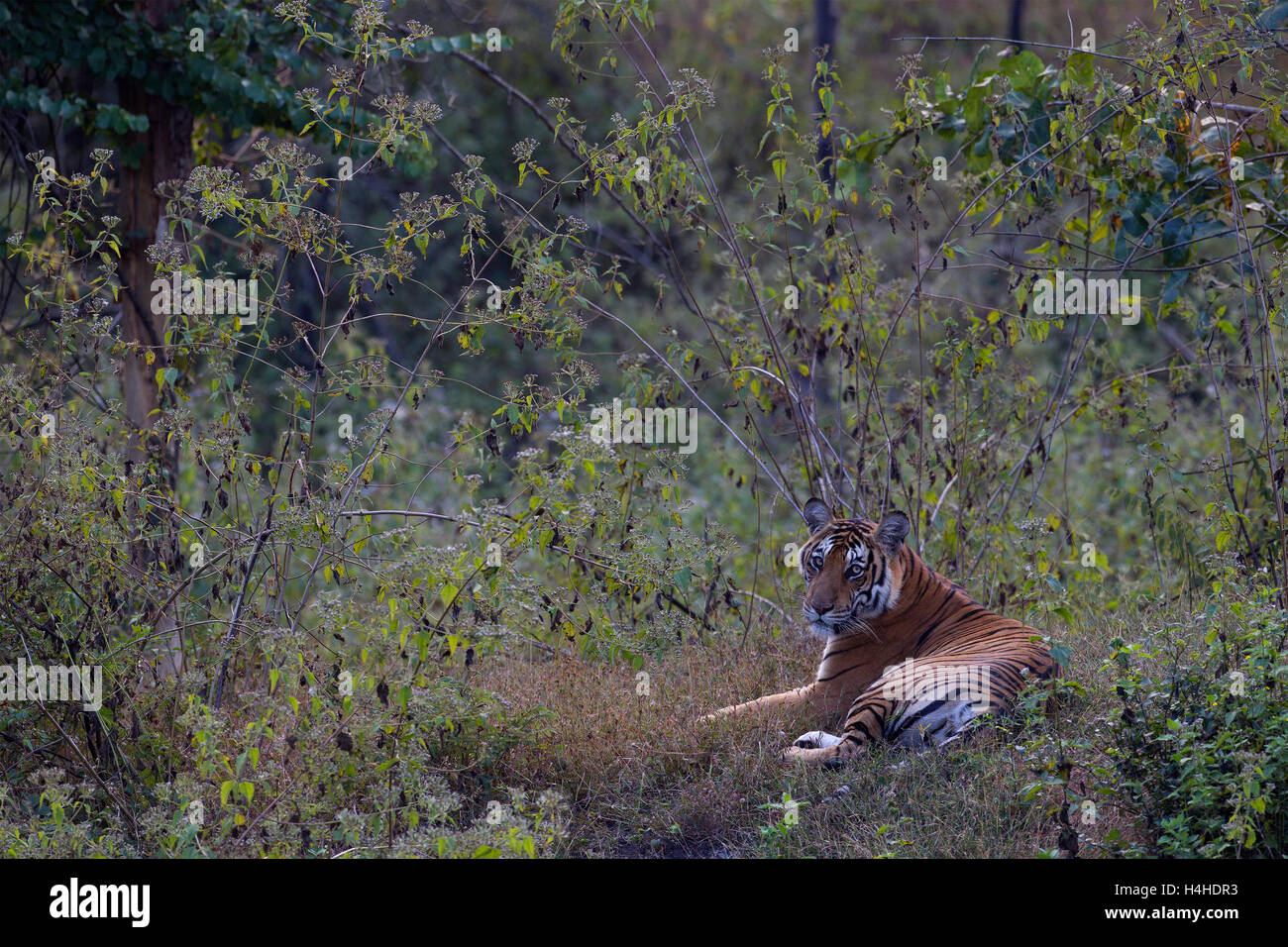 Female bengal tiger hi-res stock photography and images - Alamy