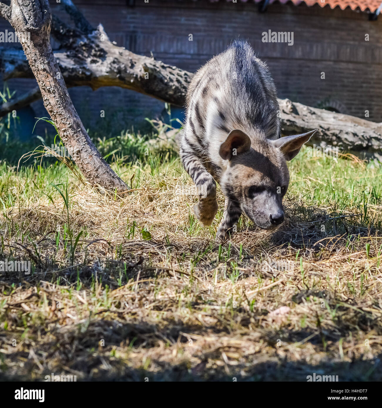 Hyena sniffing hi-res stock photography and images - Alamy