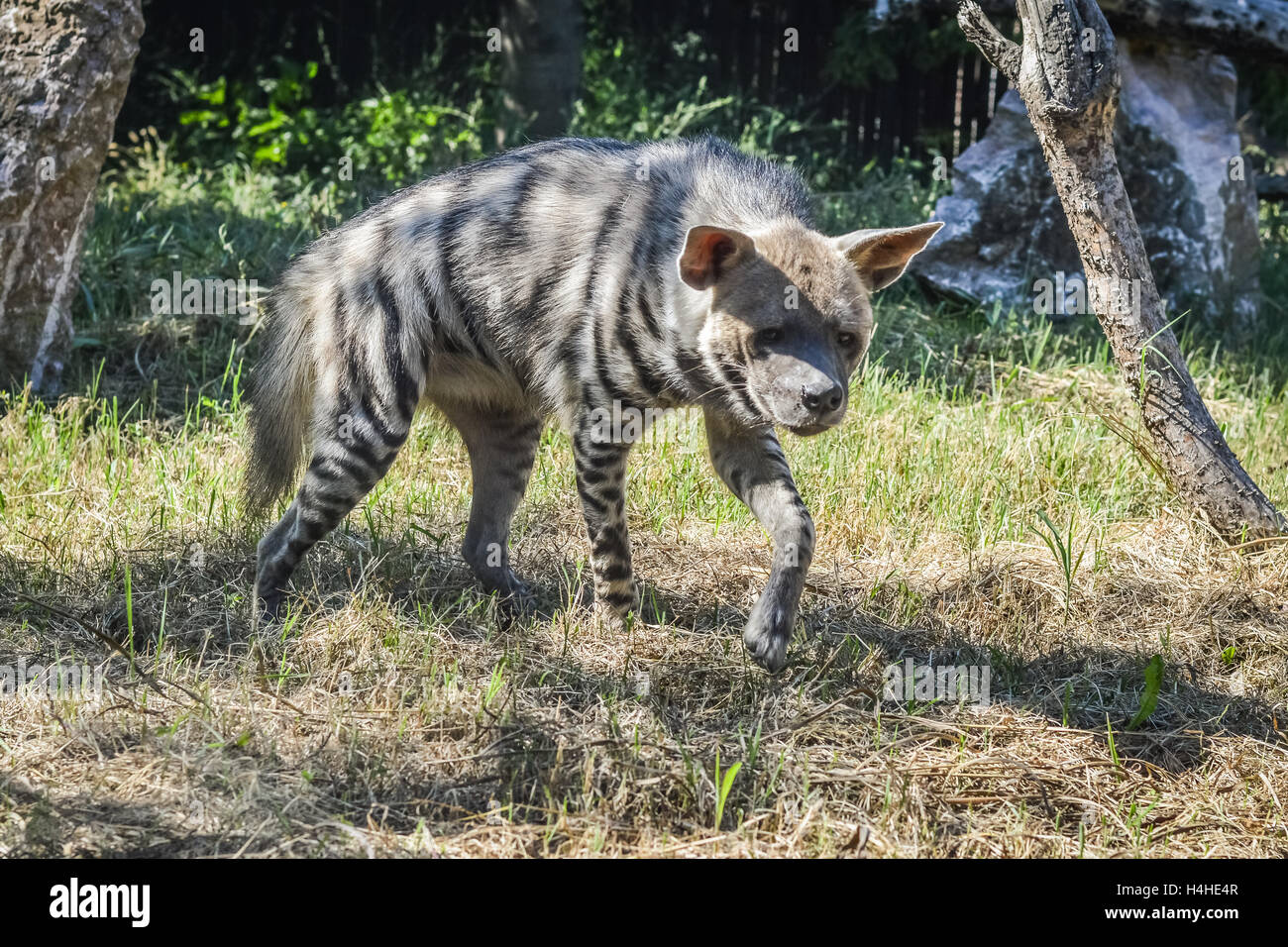 Walking Striped hyena close up - Hyaena hyaena Stock Photo - Alamy