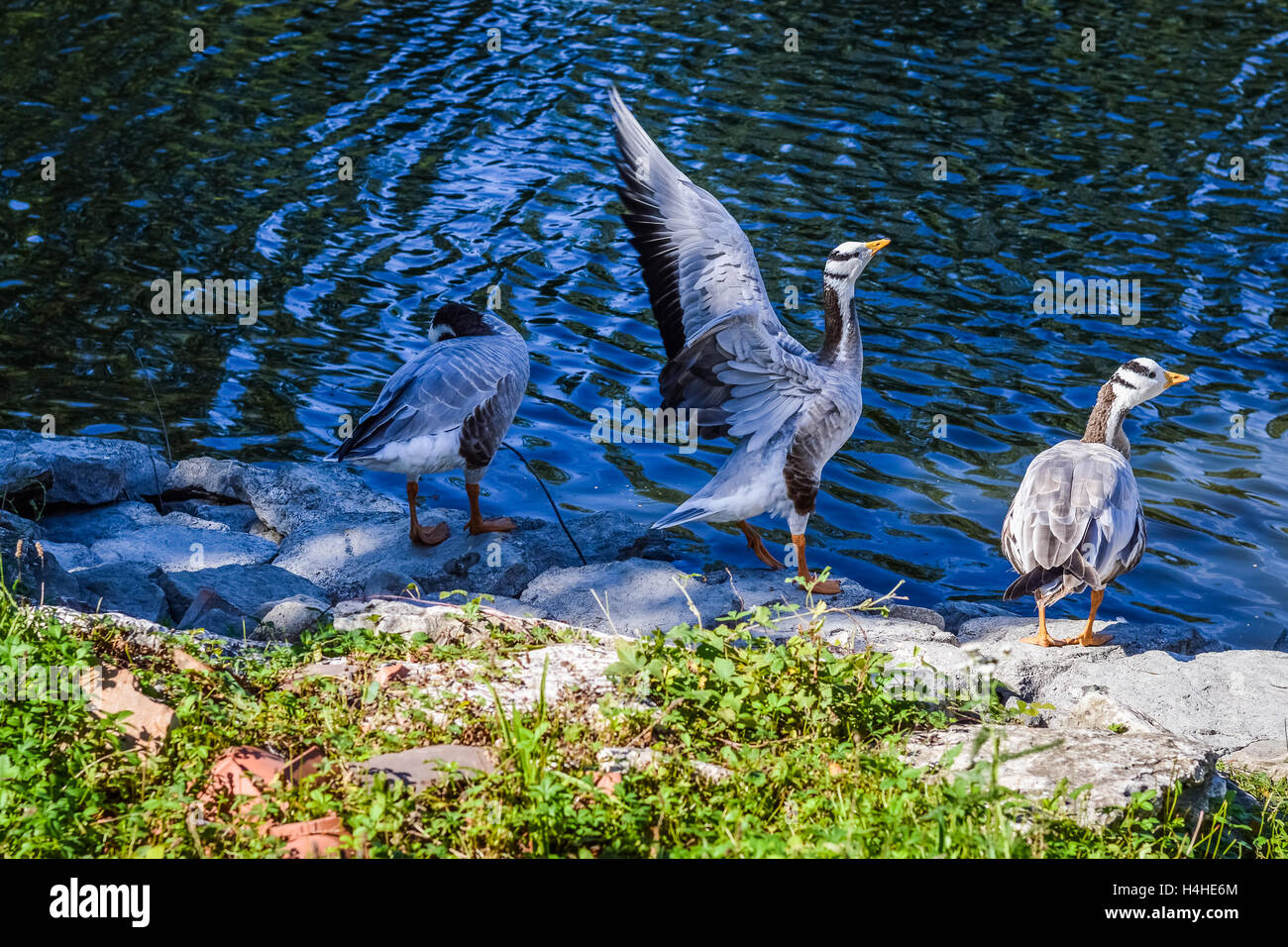 three bar-headed goose on lake shore - Anser indicus Stock Photo - Alamy