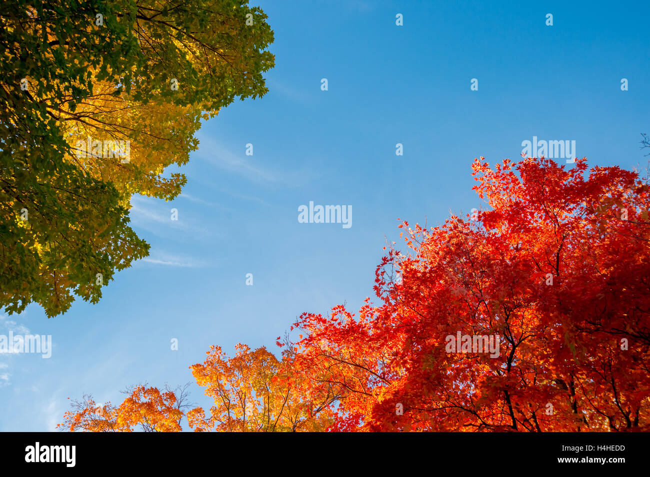 Autumnal colours canada hi-res stock photography and images - Alamy
