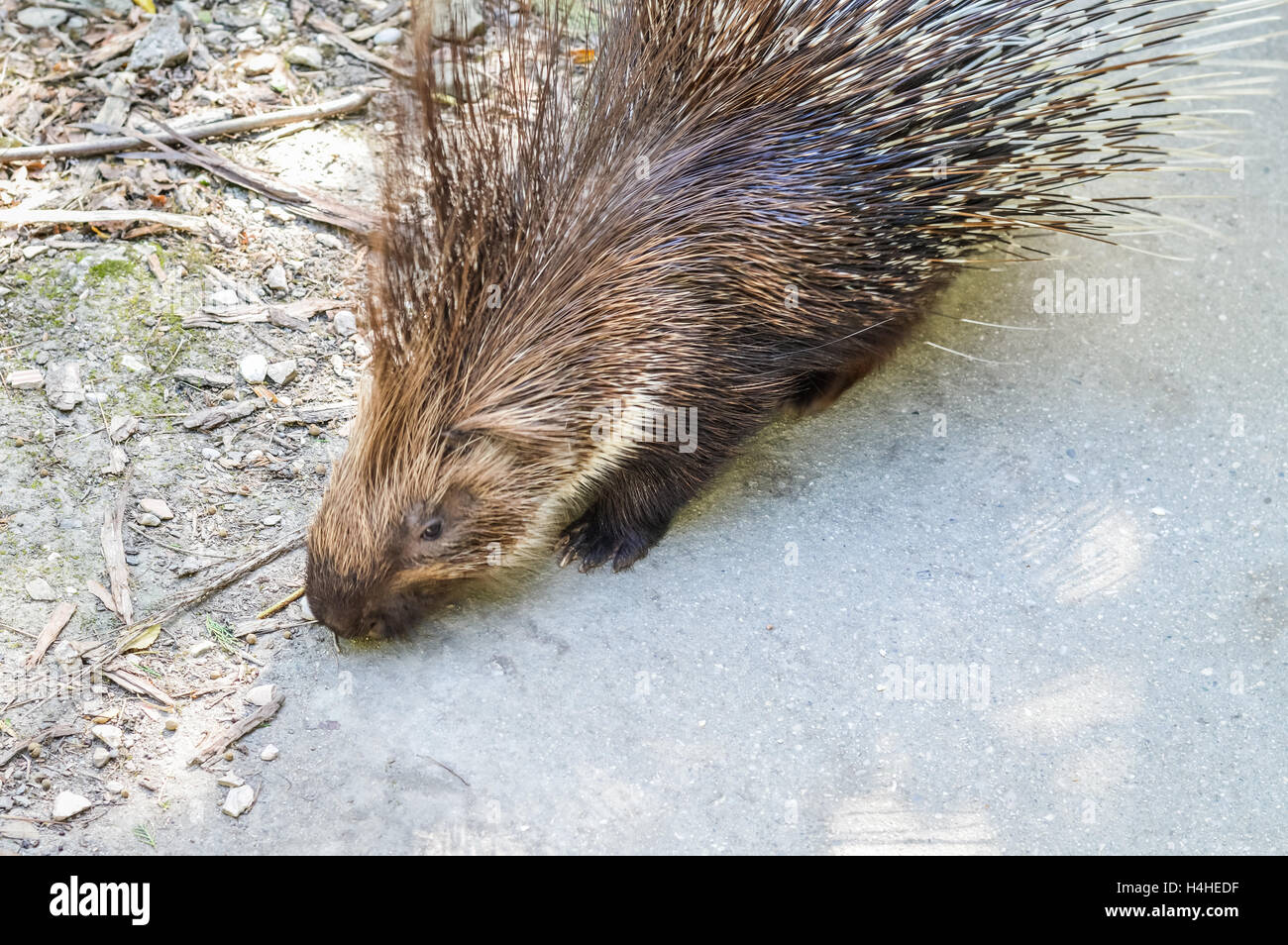 Hystrix cristata hi-res stock photography and images - Alamy