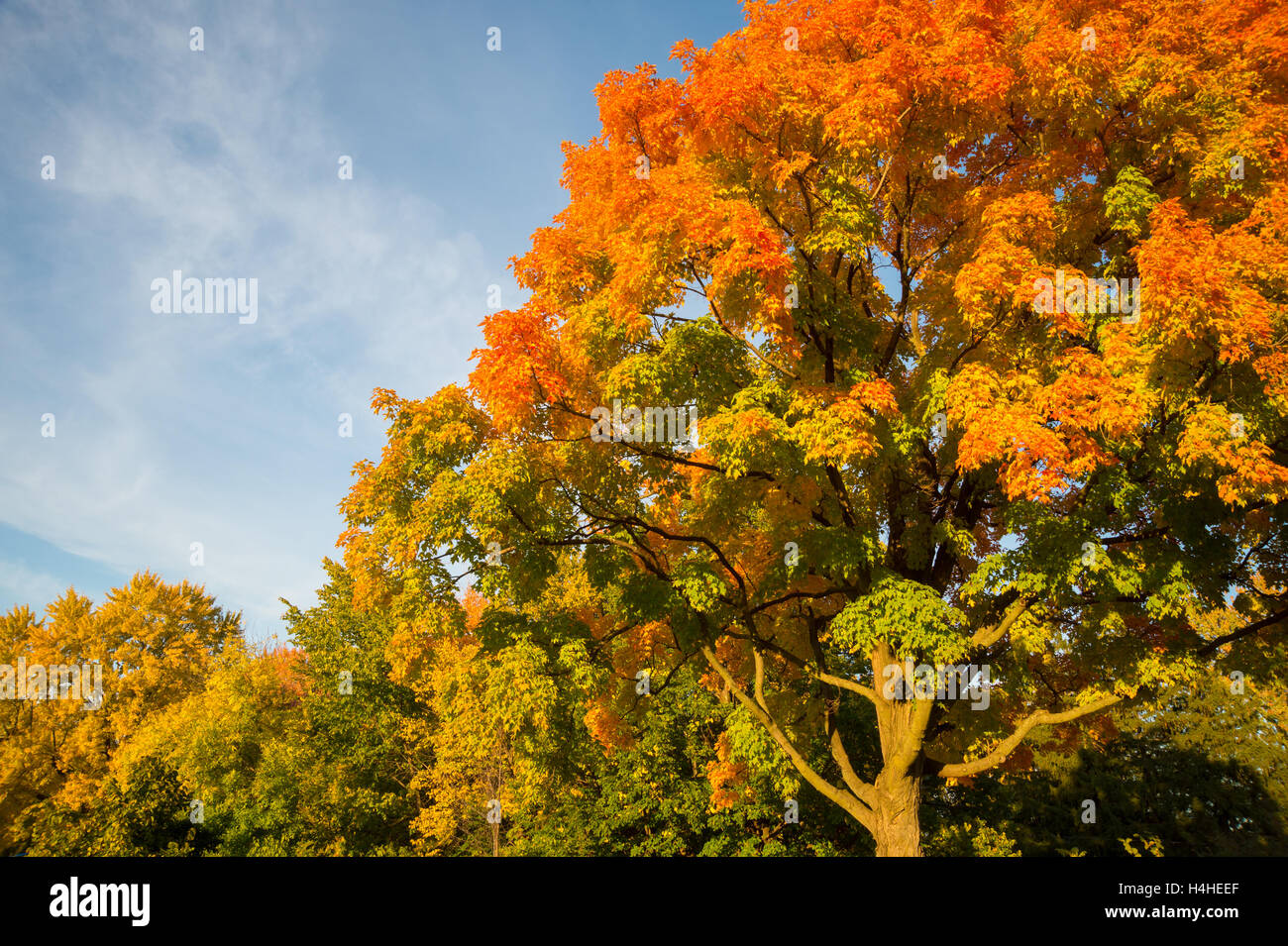Beautiful red maple trees hi-res stock photography and images - Alamy