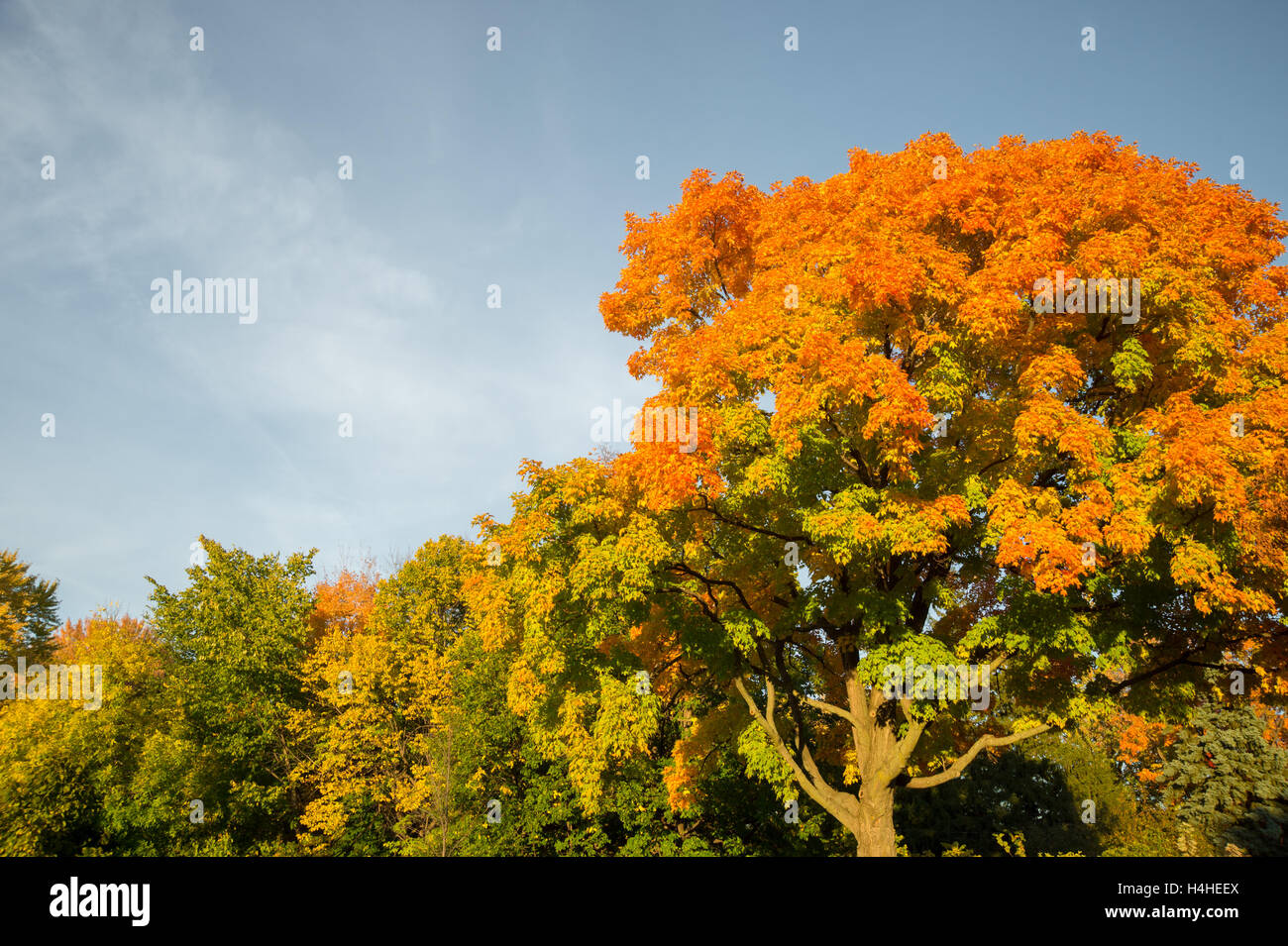 Maple trees canada autumn hi-res stock photography and images - Alamy