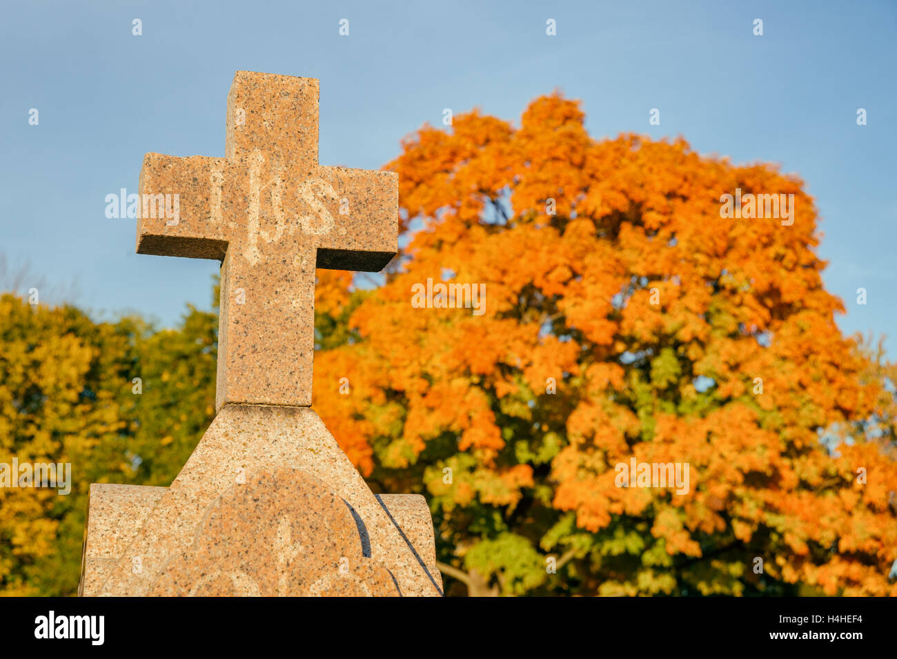 Maple cross hi-res stock photography and images - Alamy