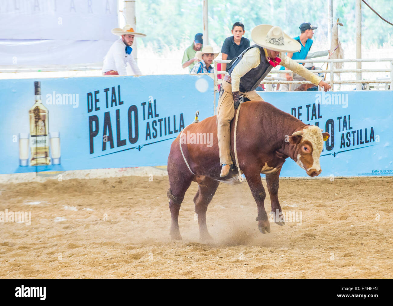 Bull riding mexico hi-res stock photography and images - Alamy