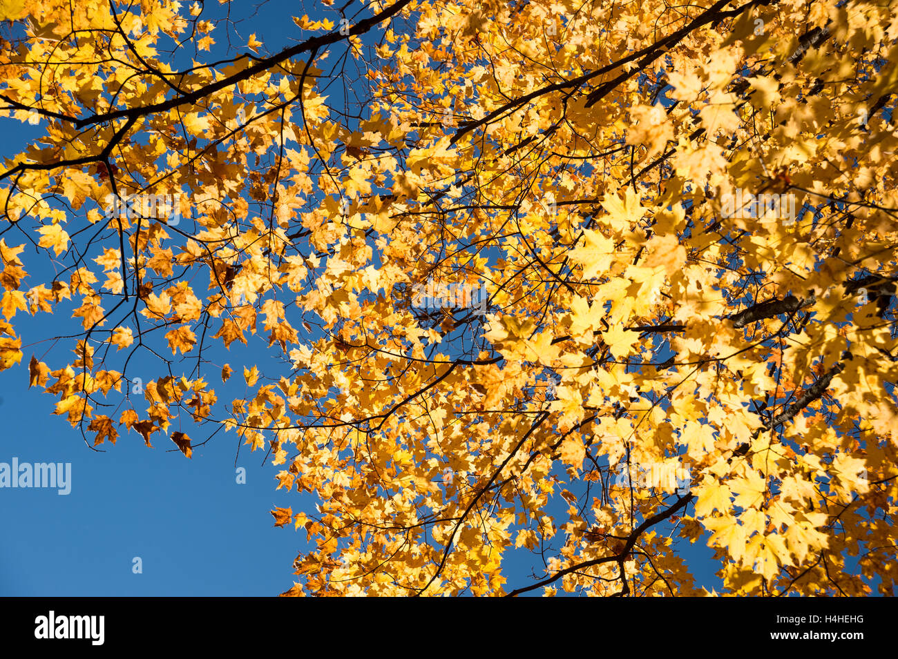 Autumn maple trees with yellow leaves against blue sky in Quebec ...