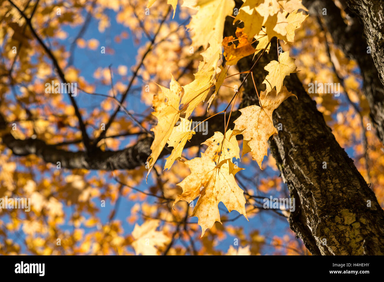 Trees with yellow leaves hi-res stock photography and images - Alamy