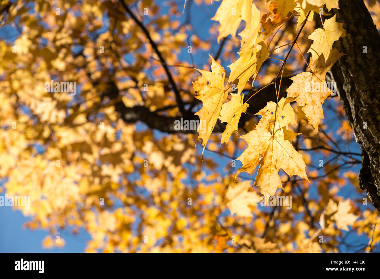 Canopy Of Maple Trees High Resolution Stock Photography and Images - Alamy
