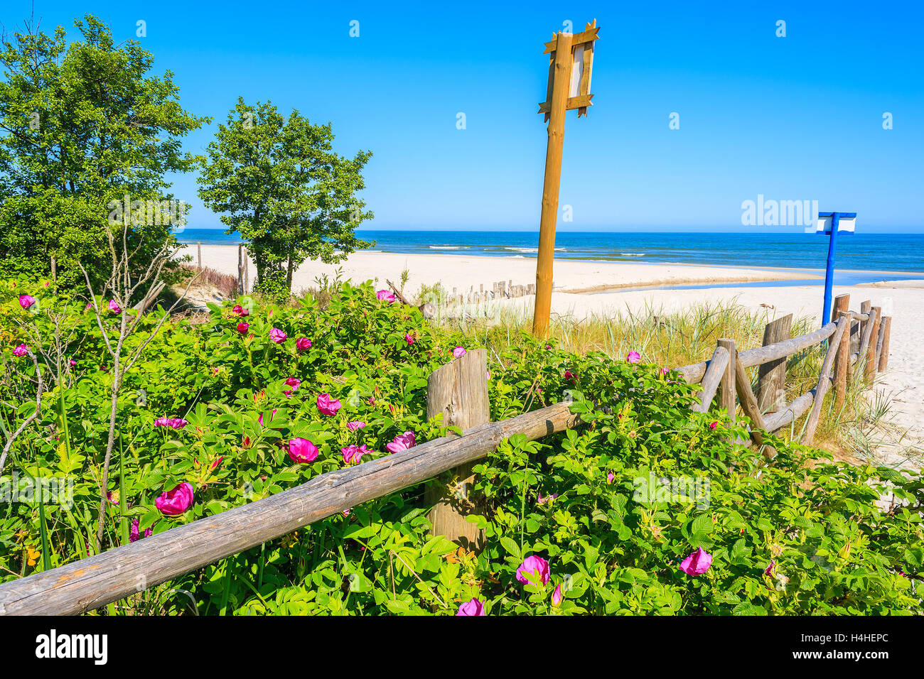 White flowers with sandy beach hi-res stock photography and images - Alamy