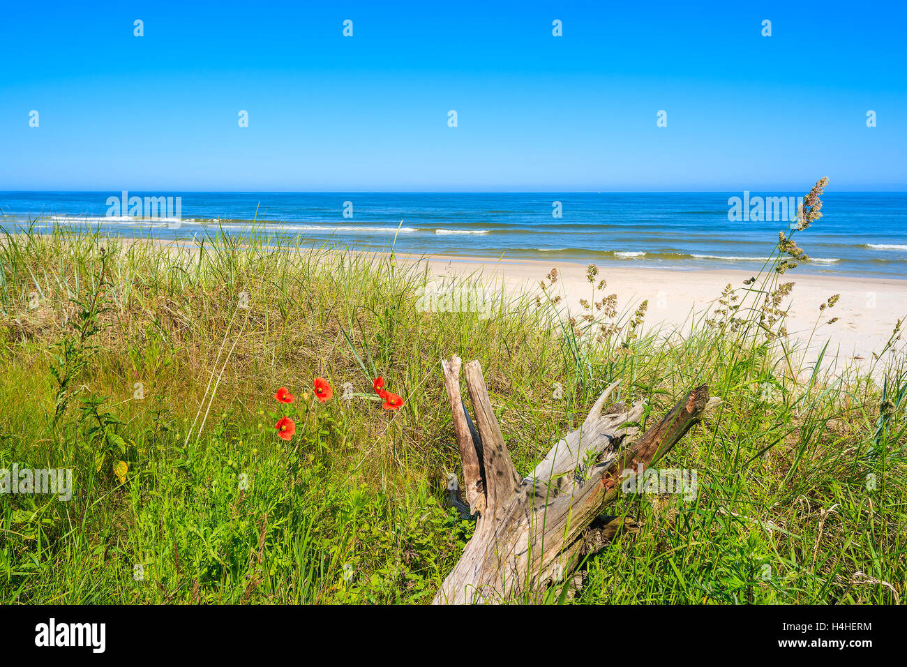 Baltic flowers hi-res stock photography and images - Alamy