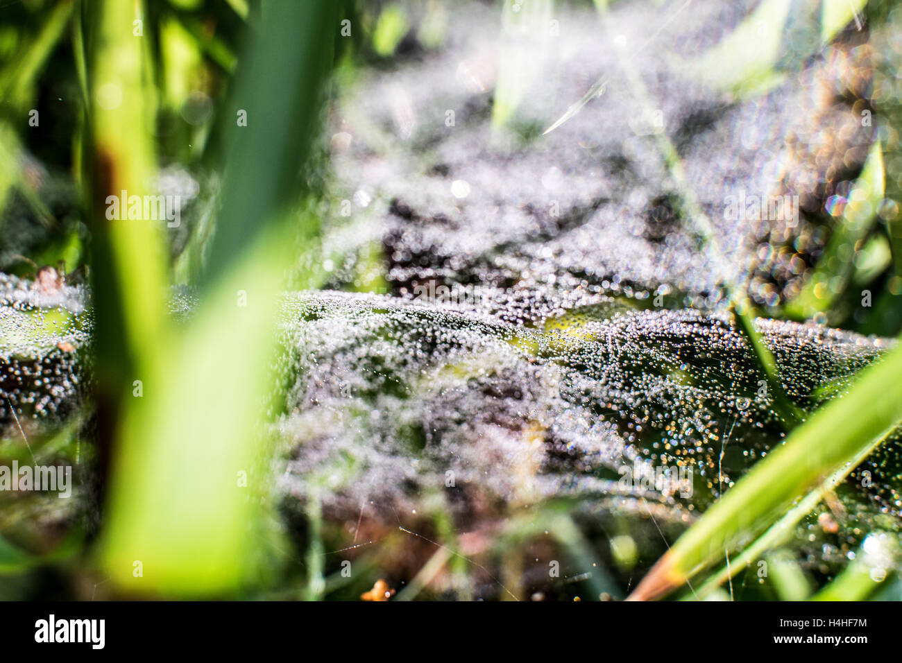 Dew on spider webs in nature Stock Photo - Alamy