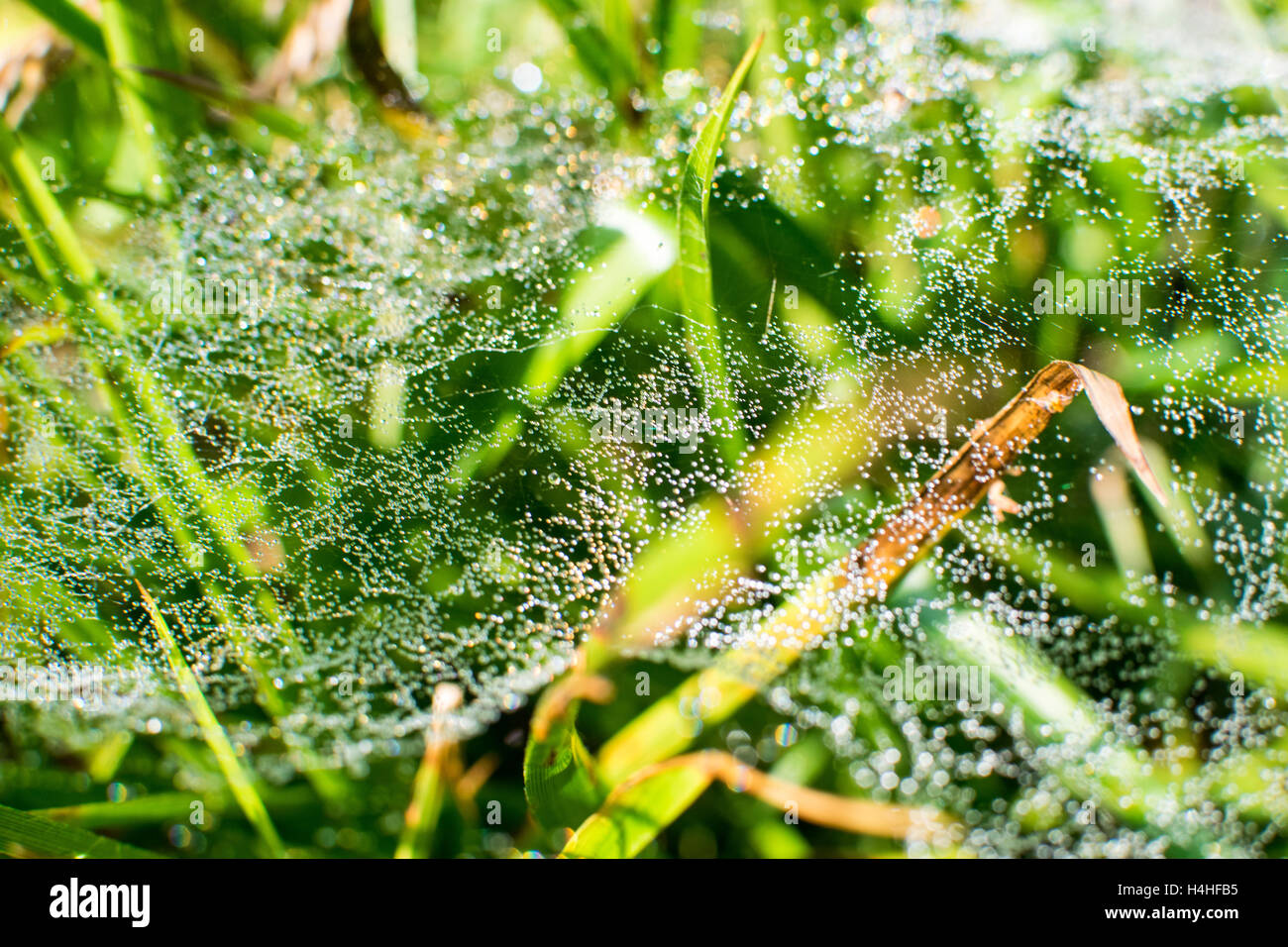 Dew on spider webs in nature Stock Photo - Alamy