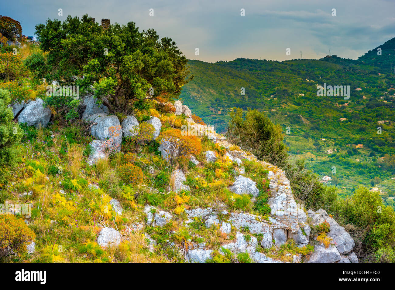 Landscape with trees and stones Stock Photo - Alamy
