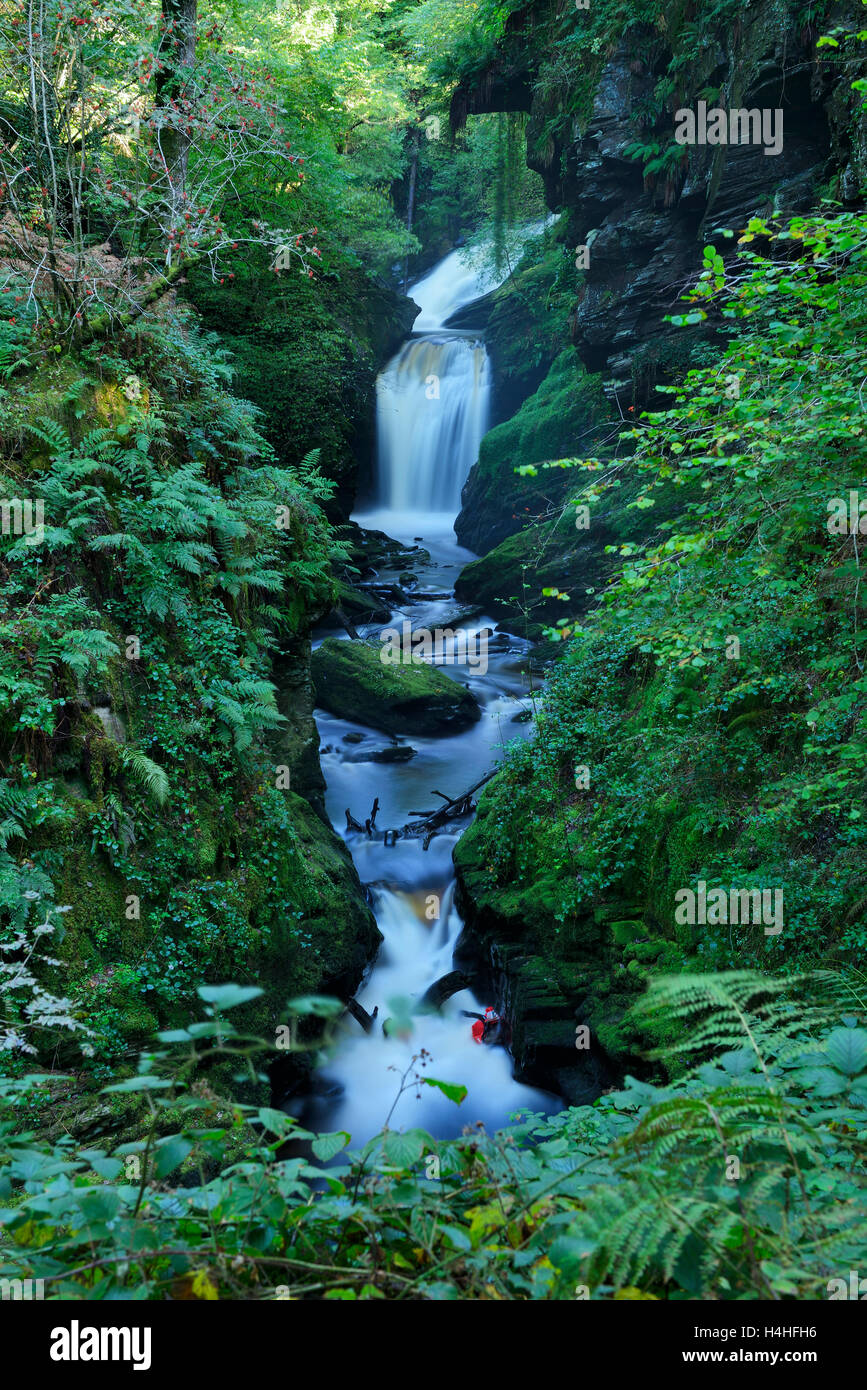 Afon Cynfal flowing through the Ceunant Cynfal National Nature Reserve ...