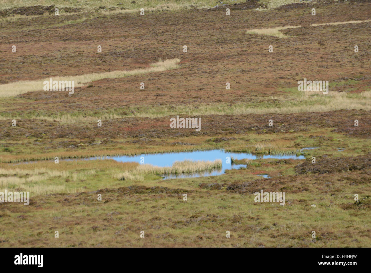 Migneint, a Welsh upland habitat area in North Wales, a special area of ...