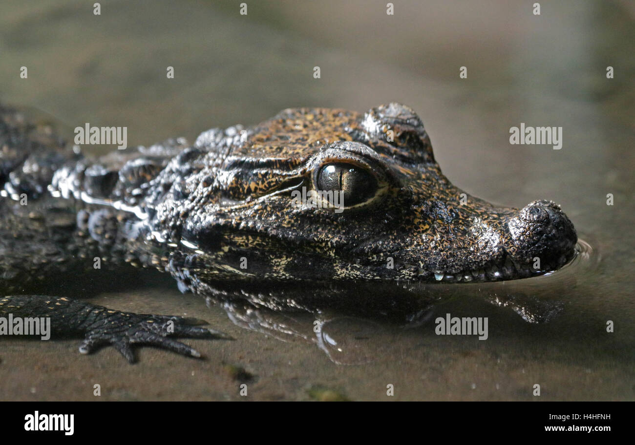Dwarf crocodile hi-res stock photography and images - Alamy