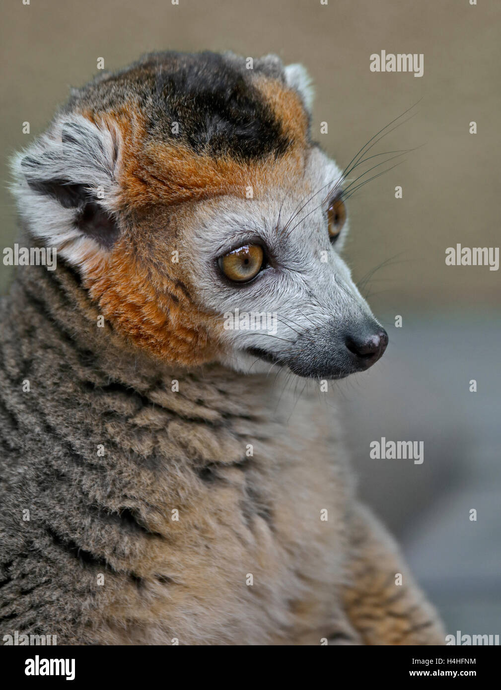 Crowned Lemur (eulemur coronatus) male Stock Photo, Royalty Free Image ...
