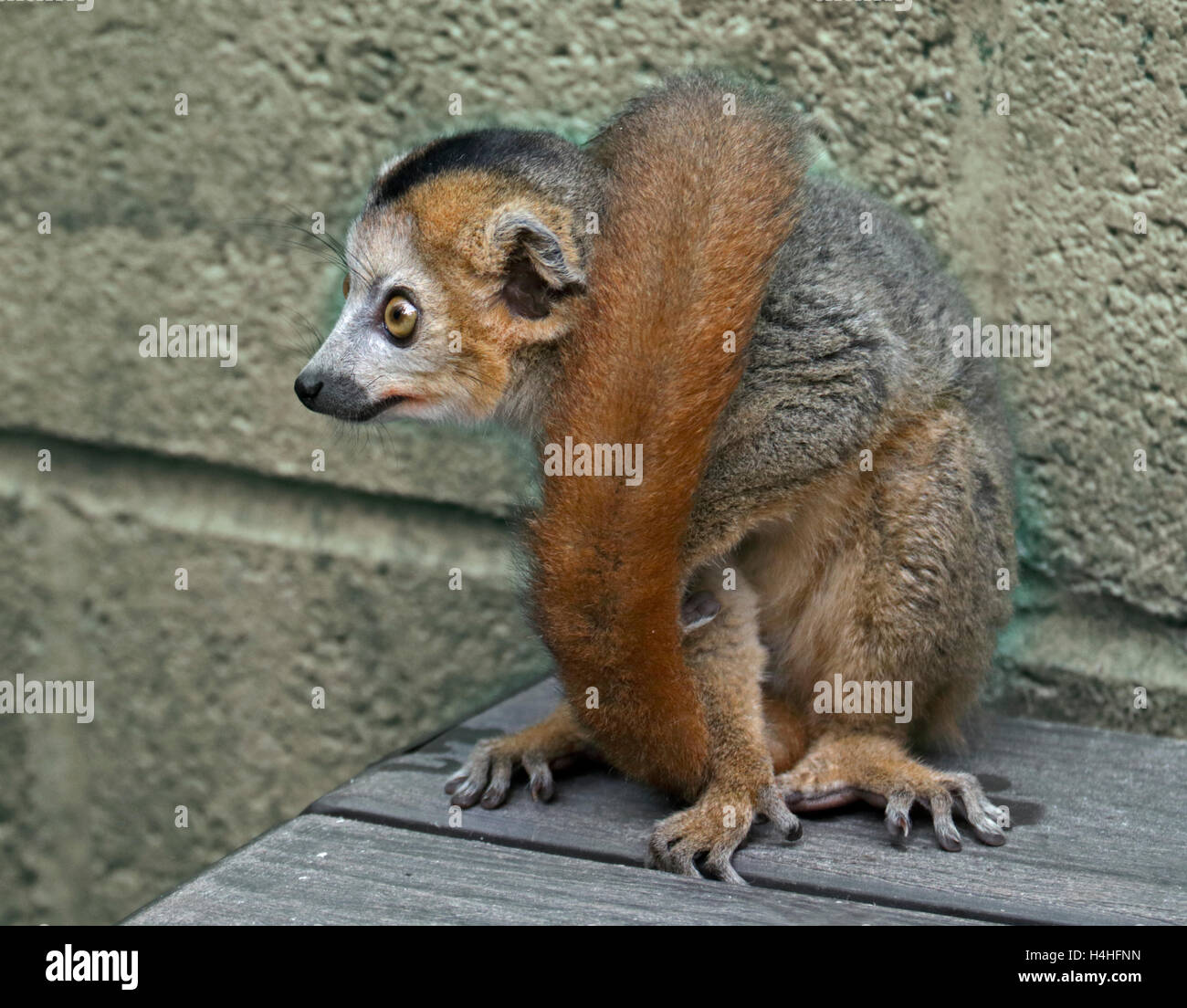 Crowned Lemur (eulemur coronatus) male juvenile Stock Photo - Alamy