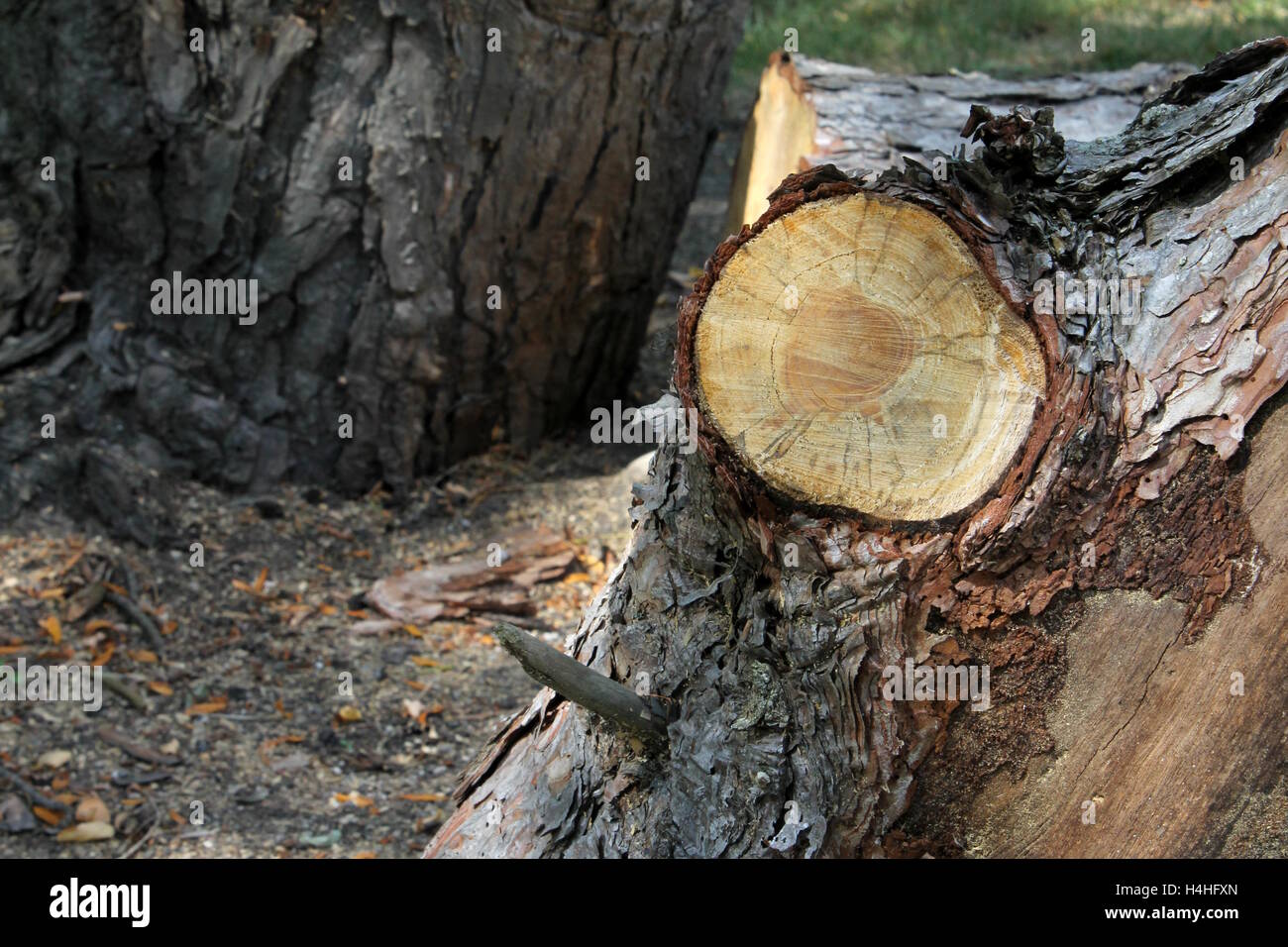 Axed tree hi-res stock photography and images - Alamy