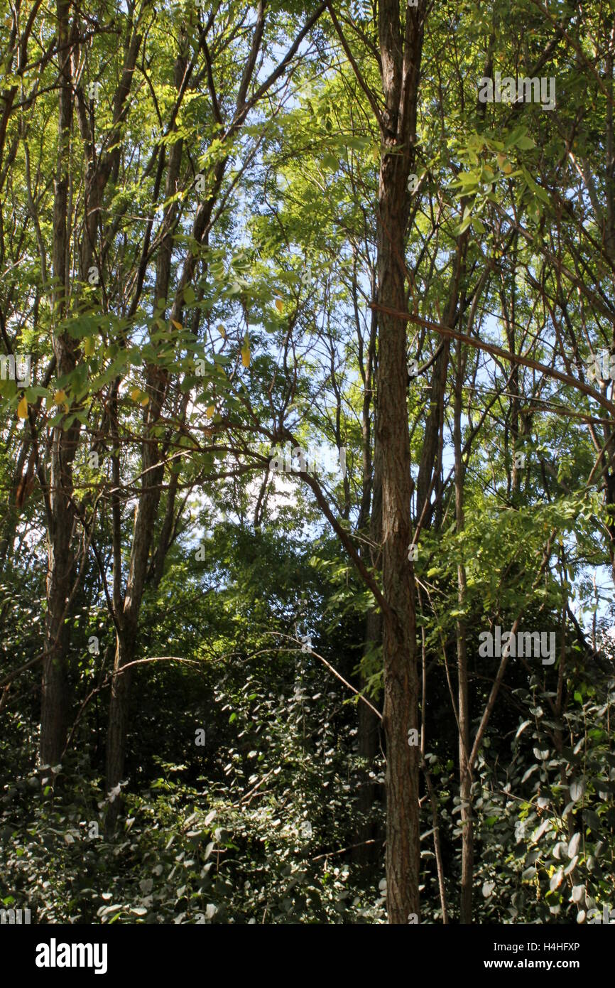 Some trees on a berm Stock Photo - Alamy