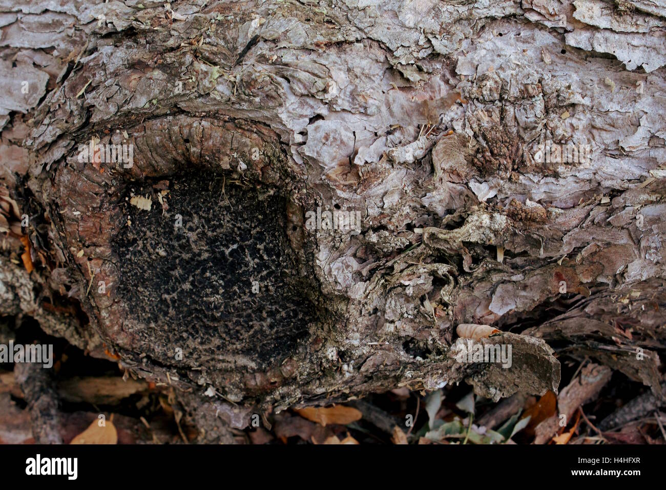 Chopped down tree trunk hi-res stock photography and images - Alamy