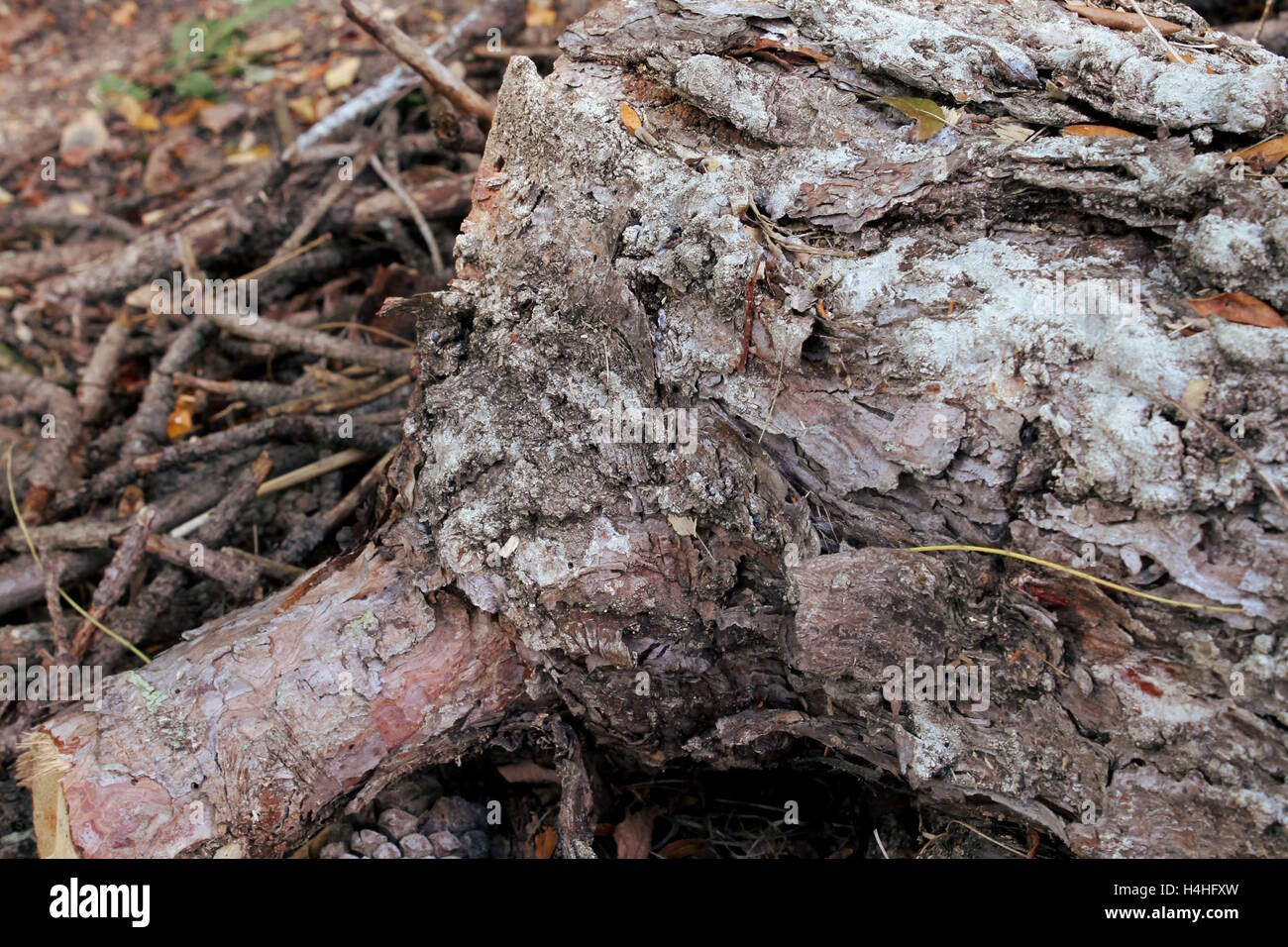 A chopped up tree trunk on the ground Stock Photo - Alamy