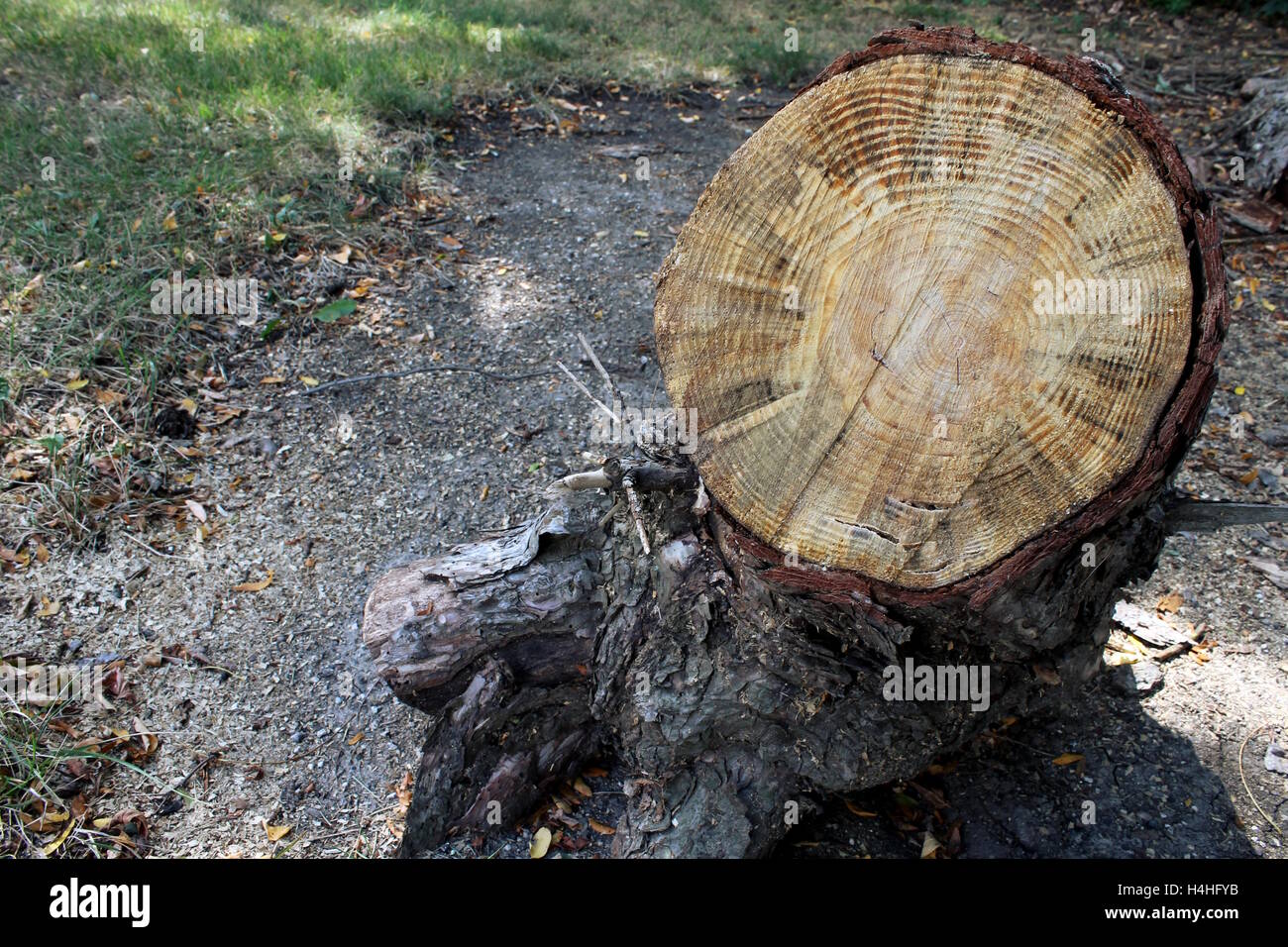 Axed tree hi-res stock photography and images - Alamy