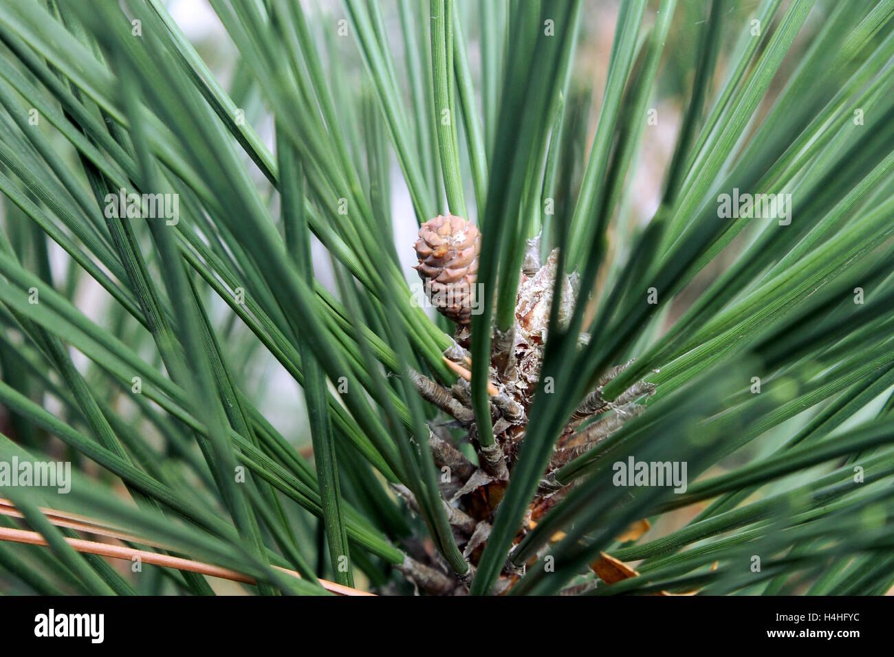 Conifer tree branch hi-res stock photography and images - Alamy