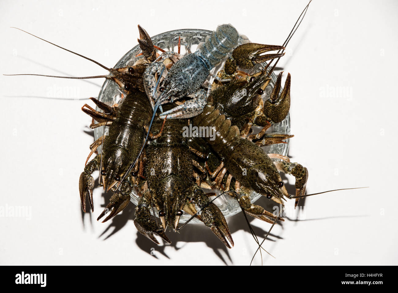Big crayfish hi-res stock photography and images - Alamy
