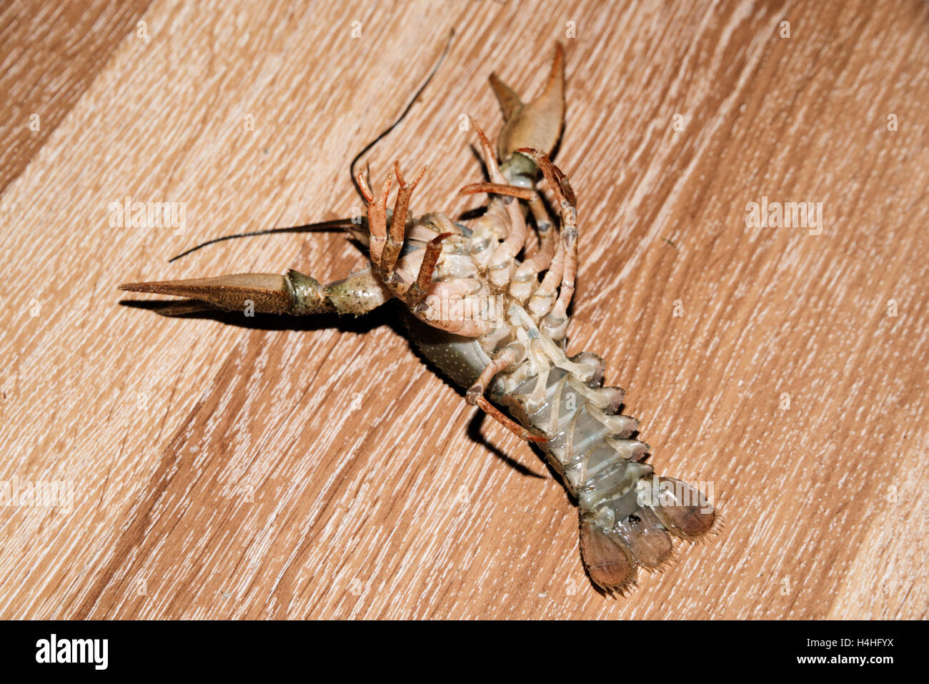 Seafood background hi-res stock photography and images - Alamy