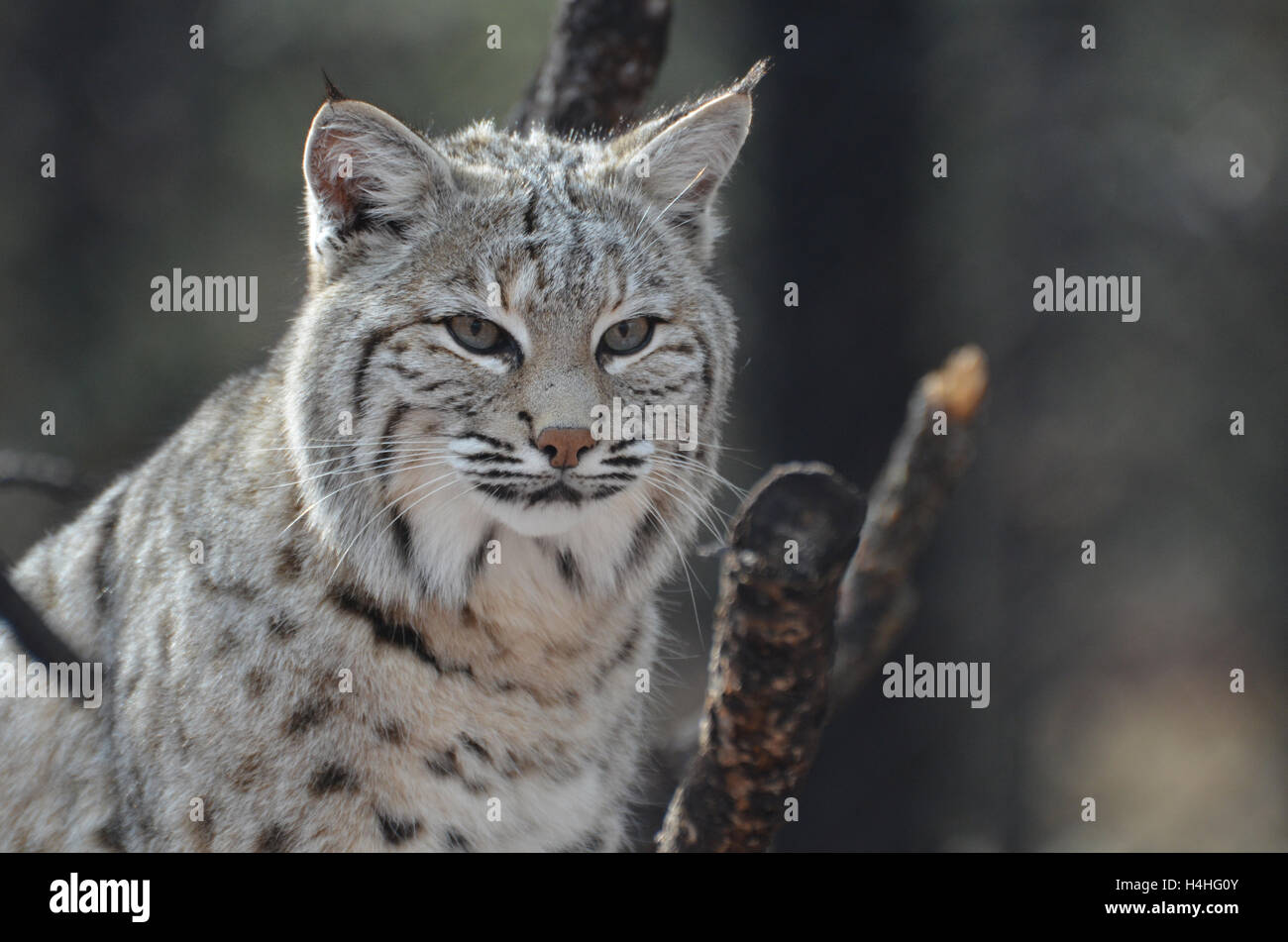 Gorgeous face of a Canadian Lynx Cat Stock Photo - Alamy