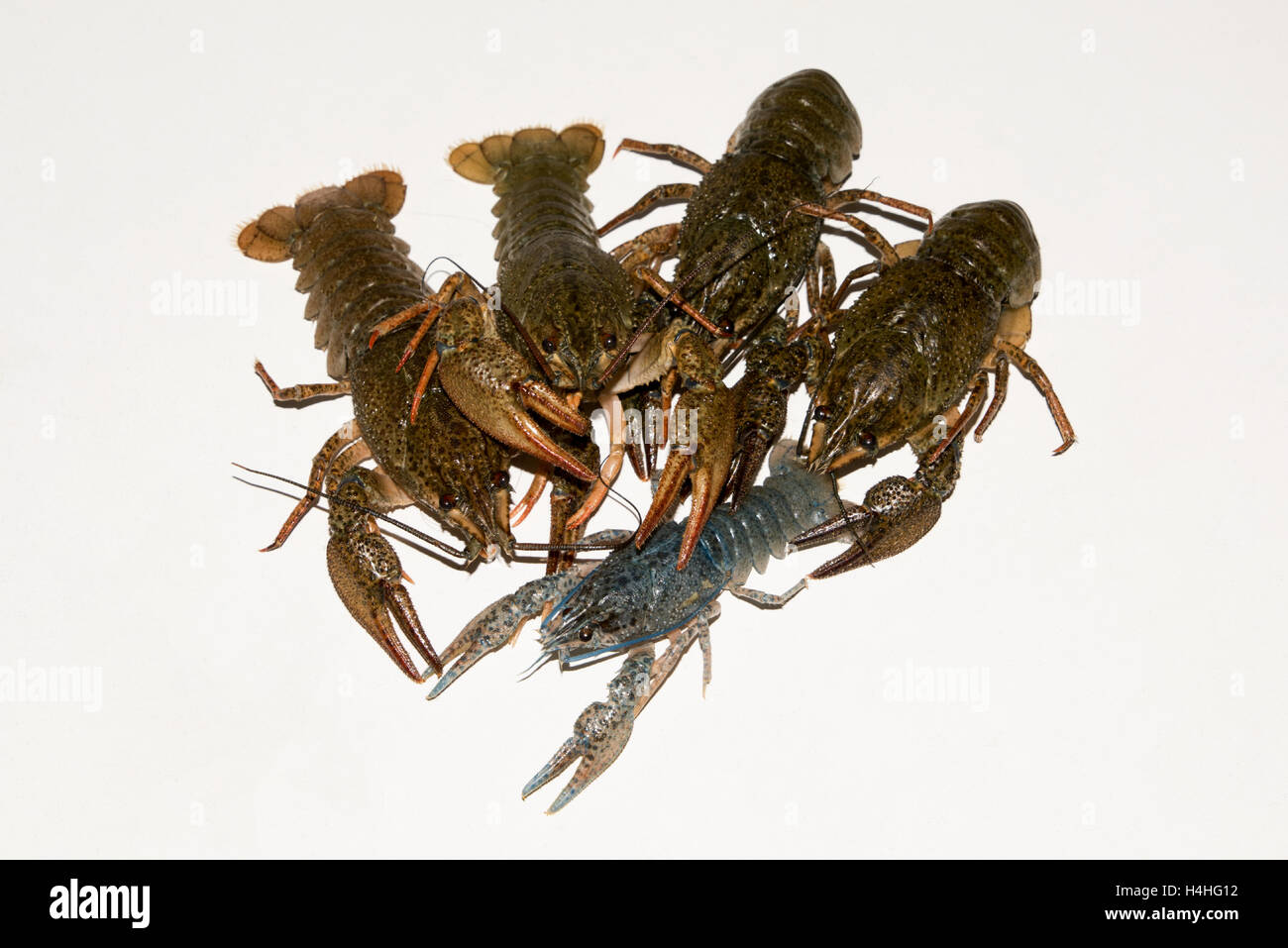 alive crayfish isolated on white background, live crayfish closeup ...