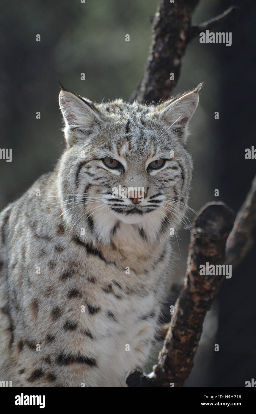 Bobcat poised balancing in a fallen tree Stock Photo - Alamy