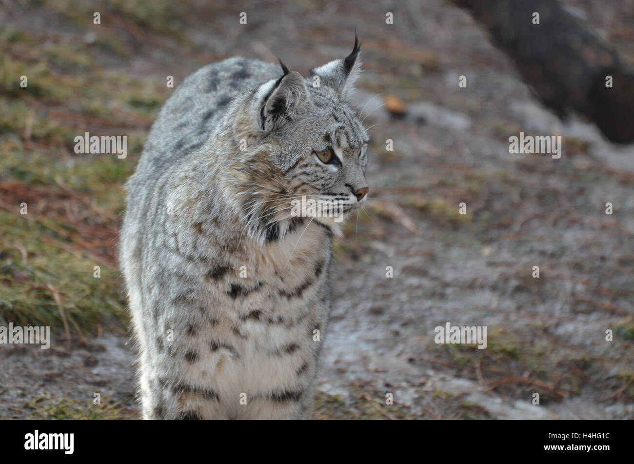 Canadian bobcat hi-res stock photography and images - Alamy